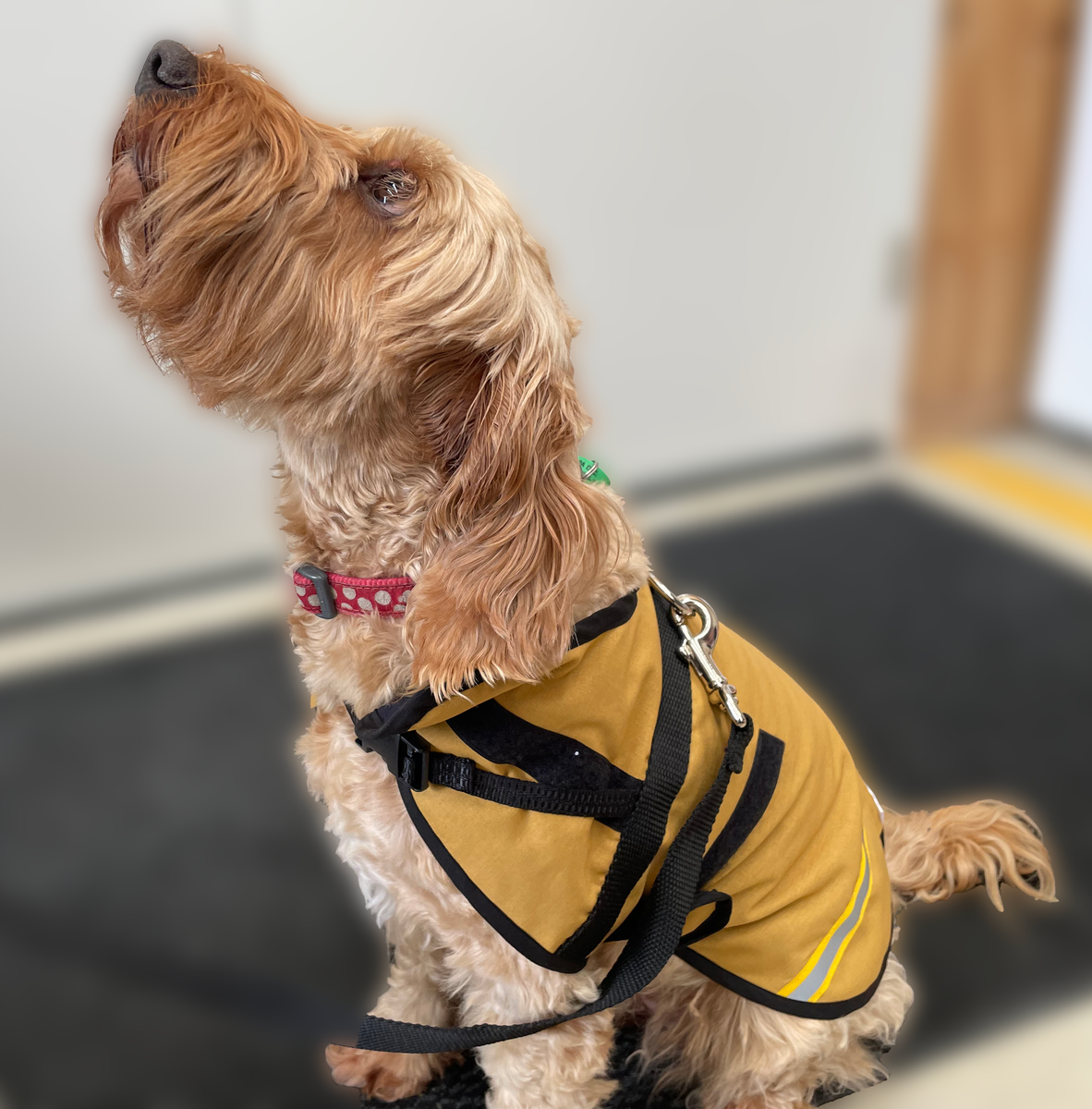 Dog Coat – UFBA Fire Shop